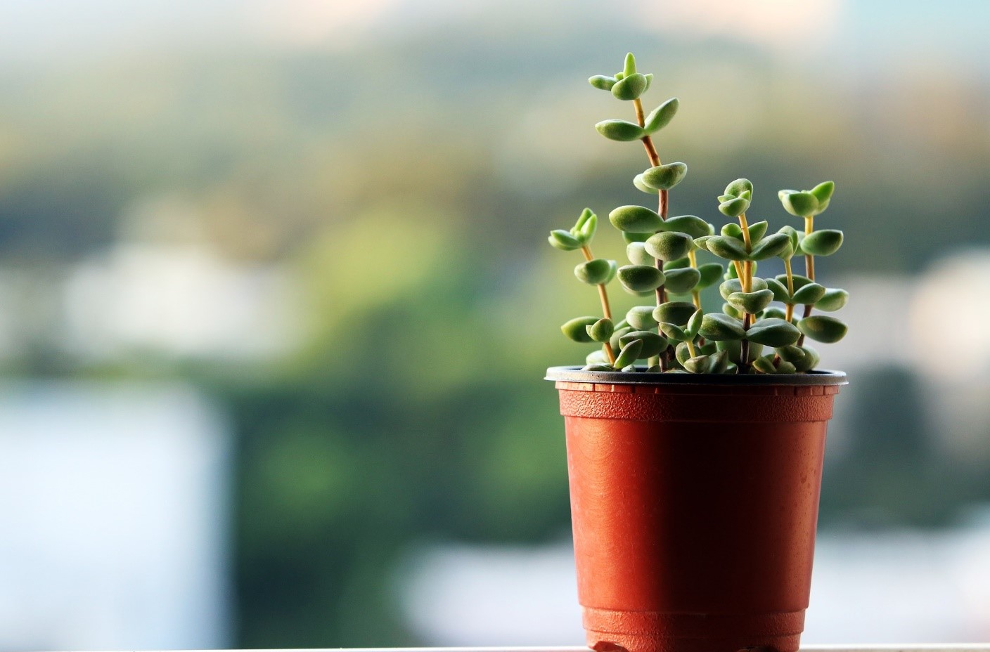 5 Office Plants That Can Spruce Up Your Workplace | Outback Team ...
